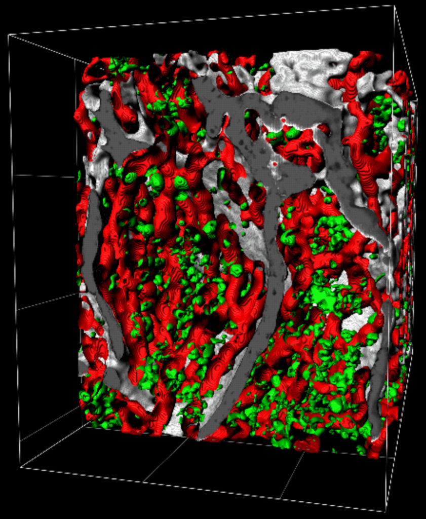 Platelet Biogenesis - The Würzburg Platelet Group