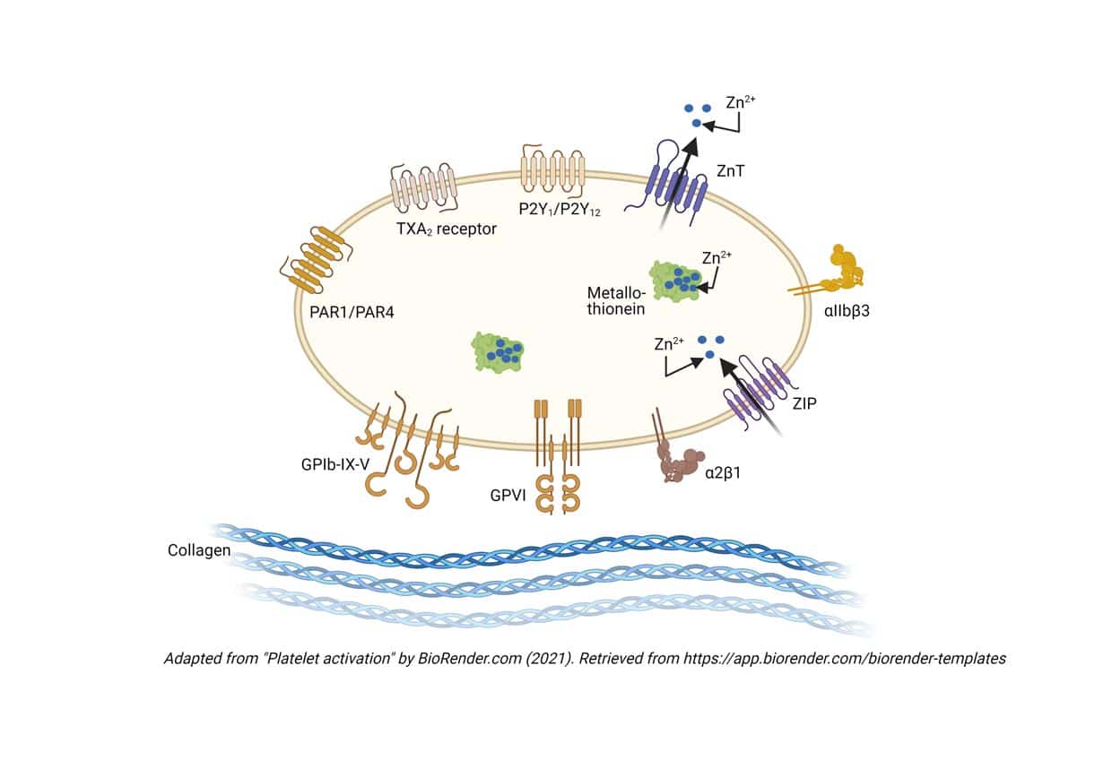 A09 - Relevance and molecular mechanisms of zinc homeostasis in ...
