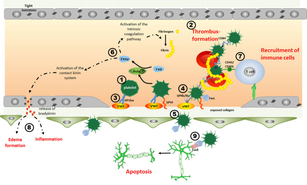 B04 - Role of platelets in tissue remodelling and functional recovery ...