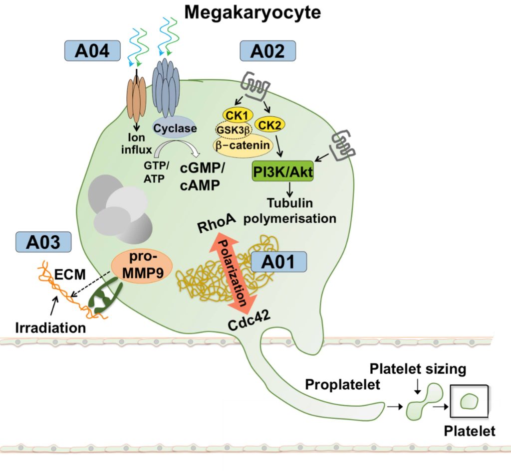 A03 - Impact of the irradiated bone marrow niche on platelet biogenesis ...