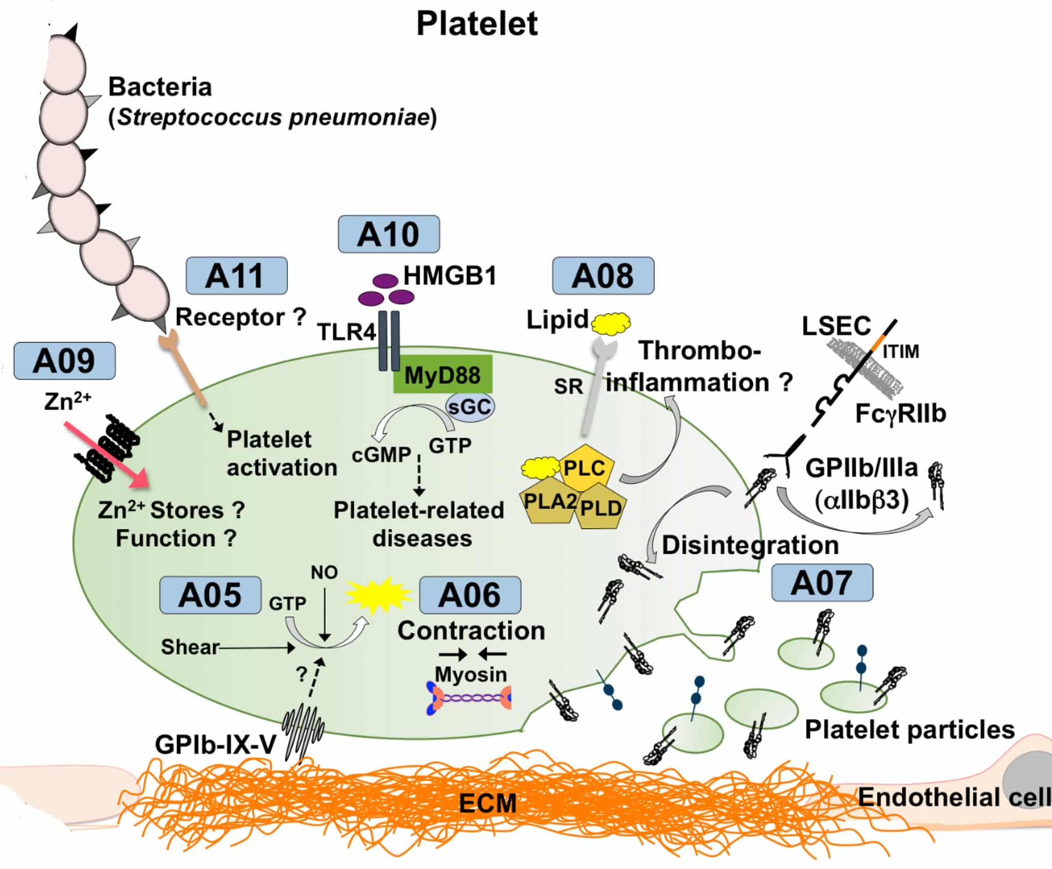 A07 - Mechanisms of platelet receptor regulation and disintegration ...