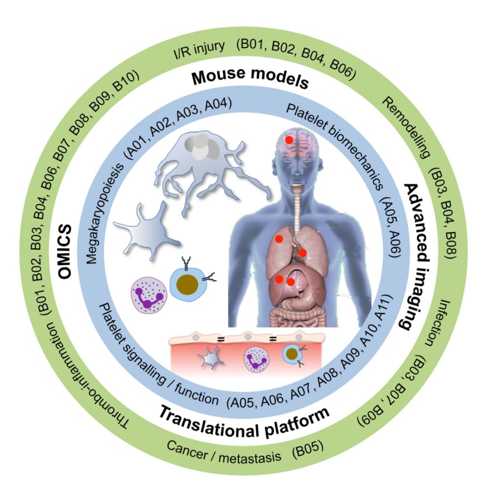 B10 - The impact of platelets on the maintenance of pancreatic β cell ...