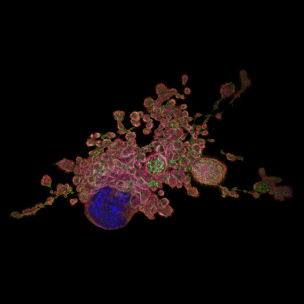 Thrombopoiesis - The Würzburg Platelet Group