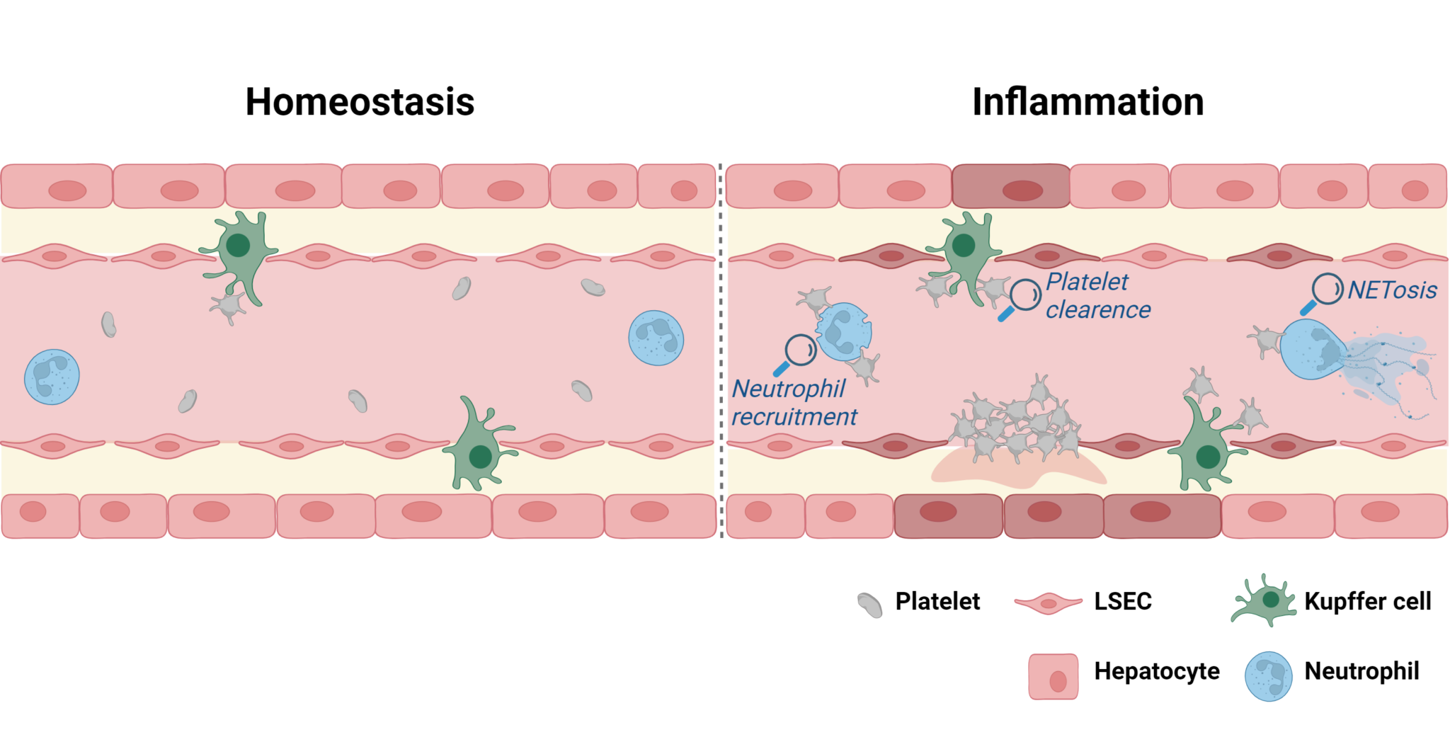 Liver Inflammation - The Würzburg Platelet Group